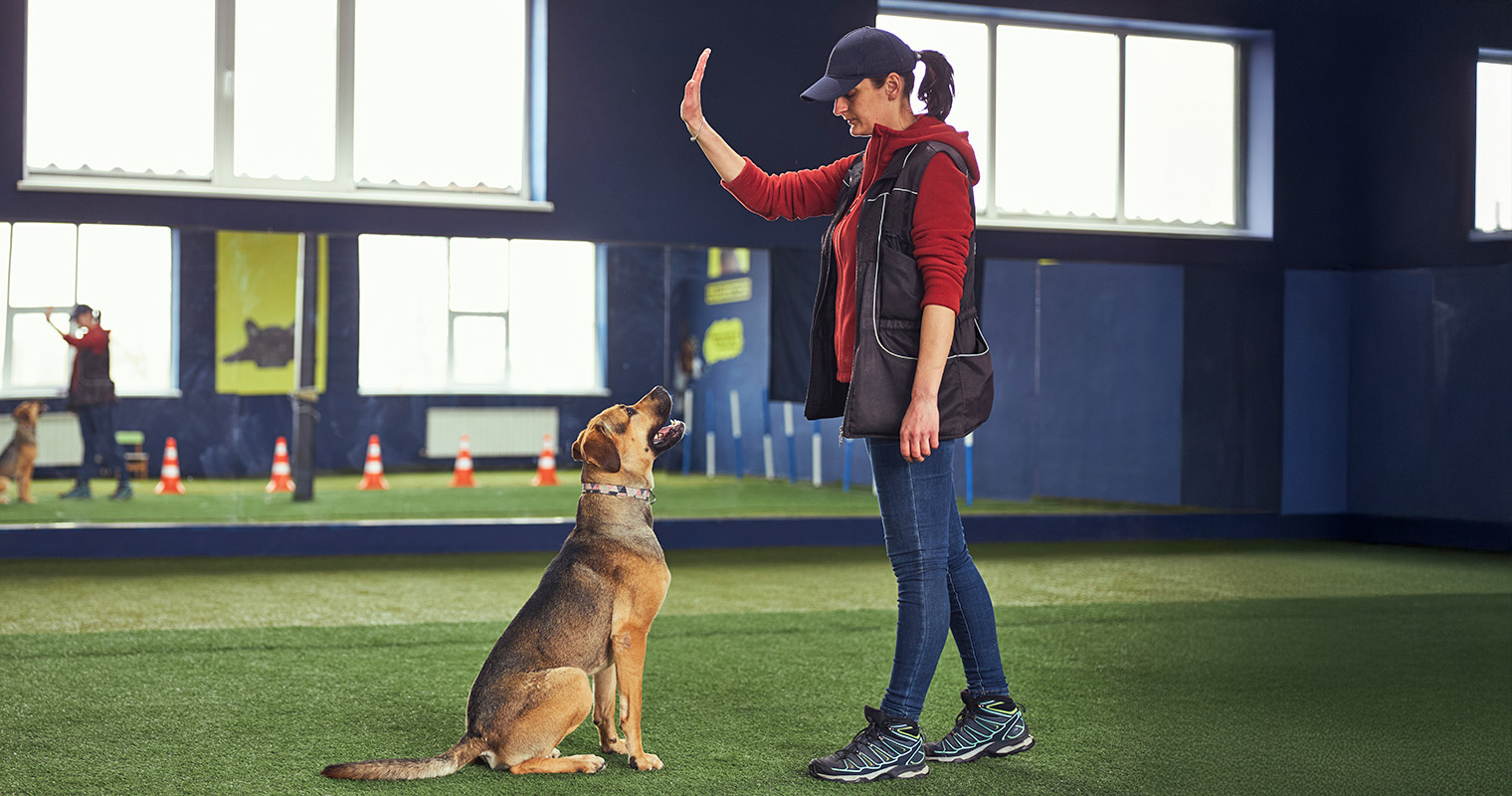 Free Dog Training Resources for Pet Parents and Families