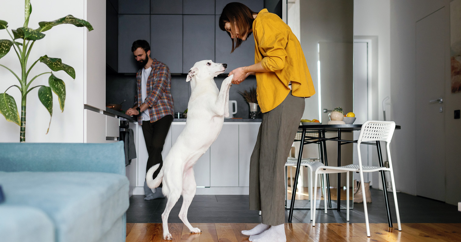 How to Stop Your Dog Jumping on People