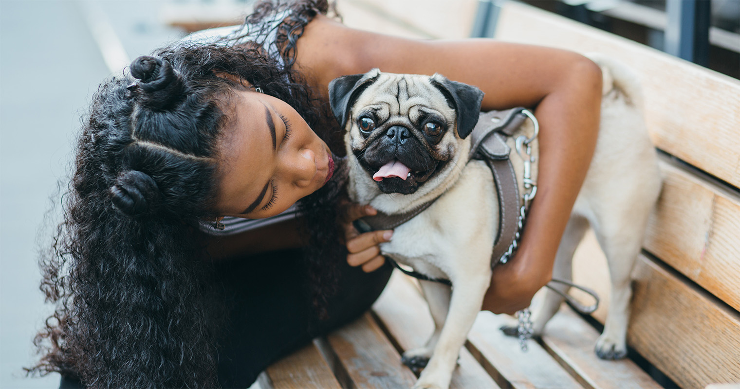 Does Hollywood Feed Take Dogs?
