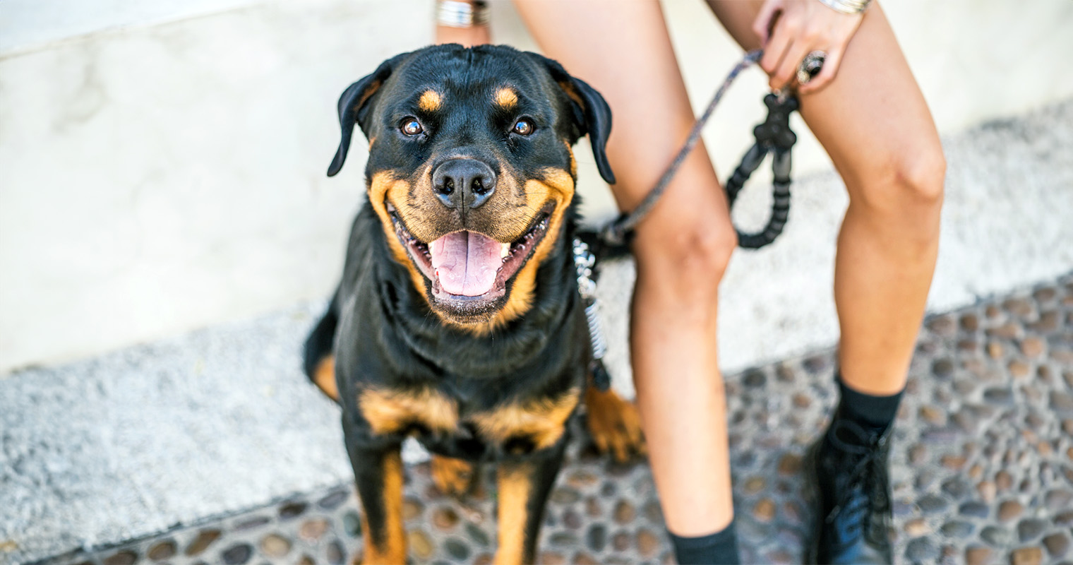 The Rottweiler Adoption Guide: What to Know Before Adopting