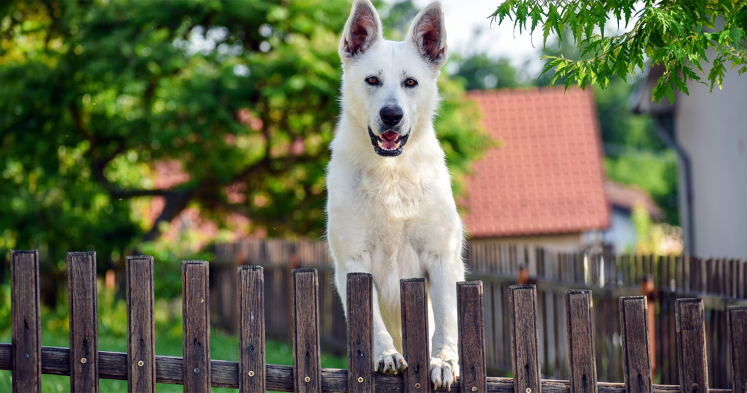 How Do You Keep Your Dog From Running Away?