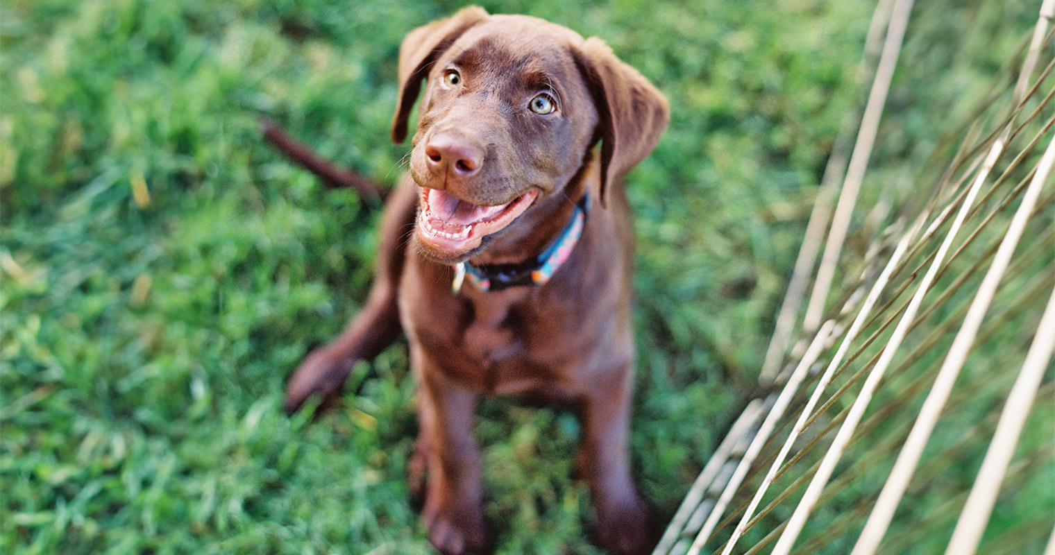 Popular & Unique Labrador Retriever Names (Yellow, Chocolate, Black)