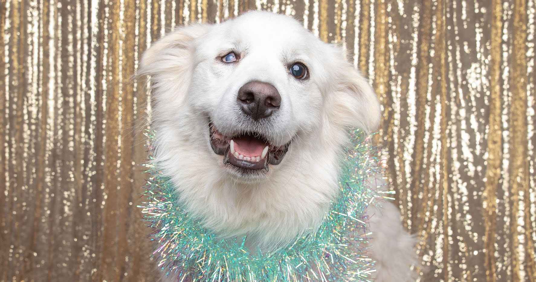 Pets of the Week: 4 Adoptable Long-Timers in Pennsylvania