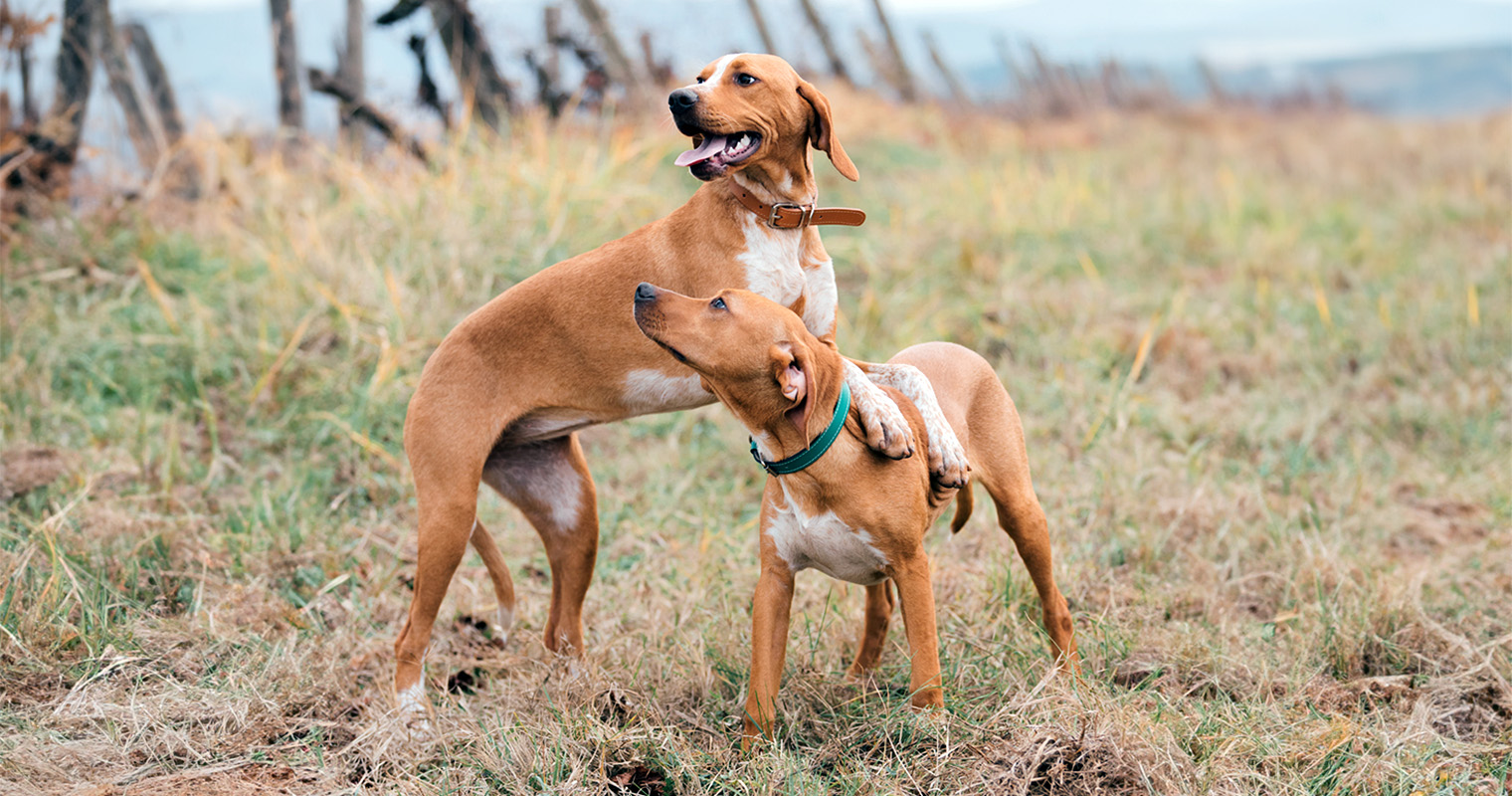 The Best Twin Dog Names (200+ Names for Dog Pairs)