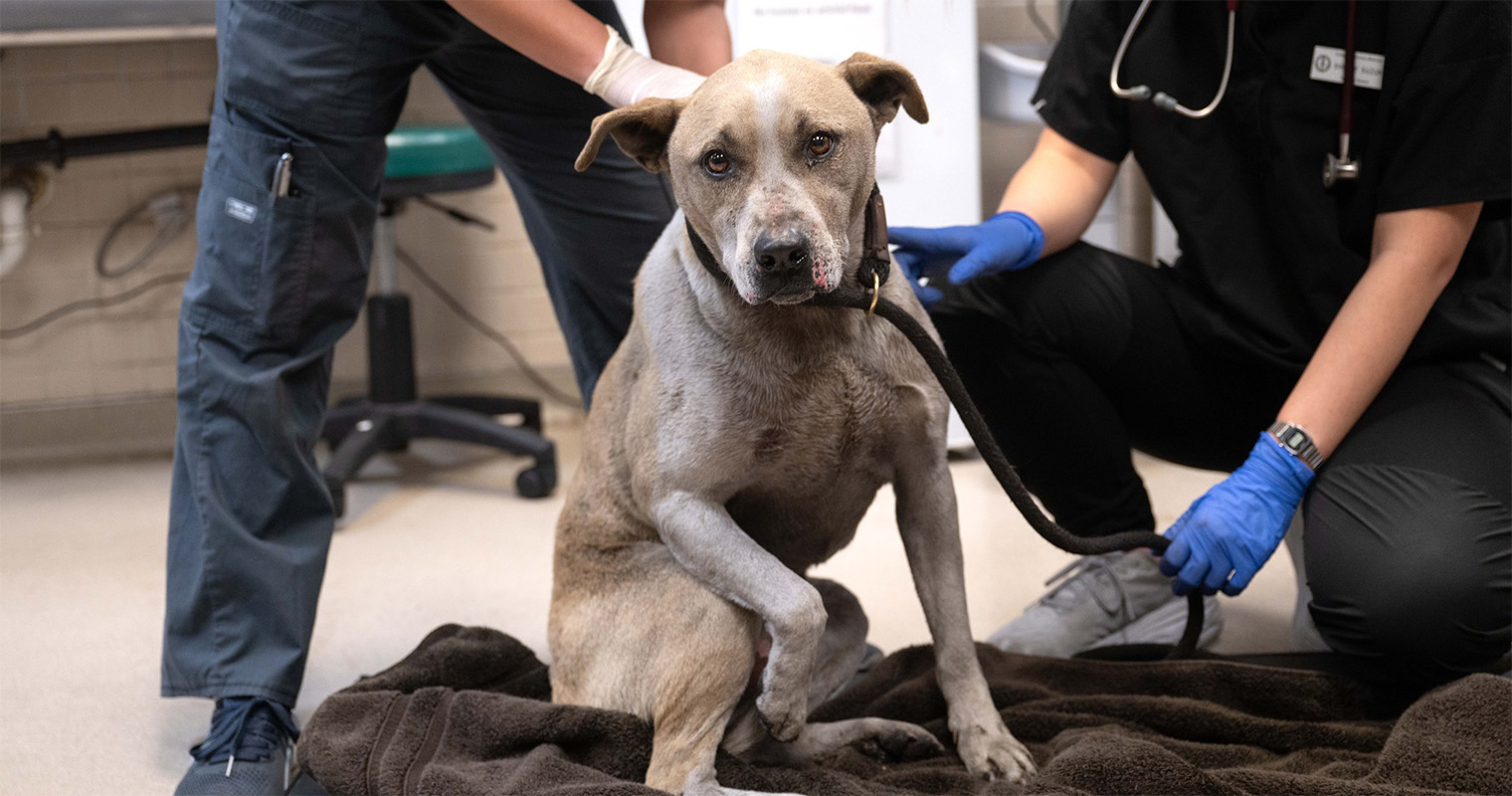 LA Fires: How to Help Pets Affected by Palisades and Eaton Fires