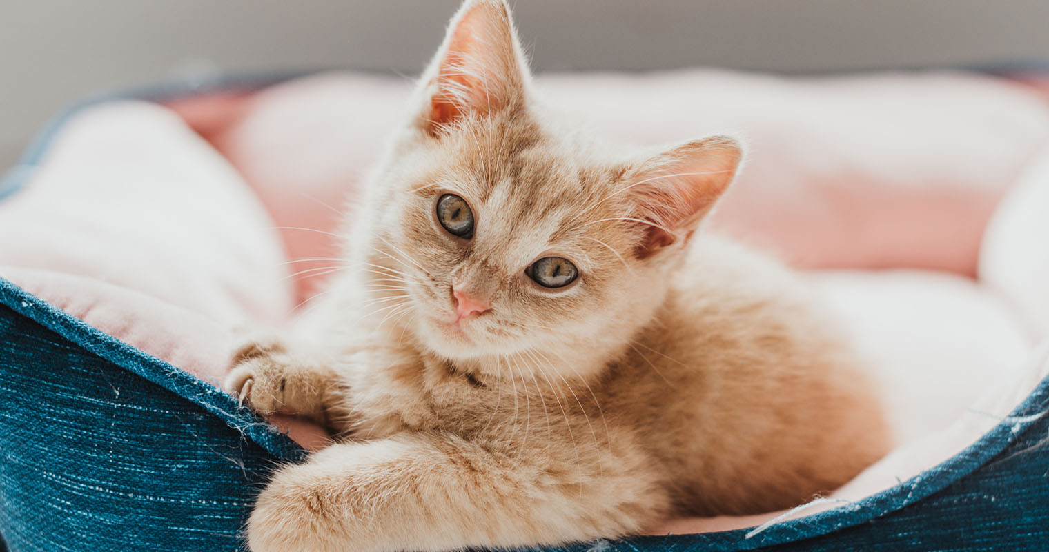New Kitten Checklist: Everything You Need To Adopt A New Cat