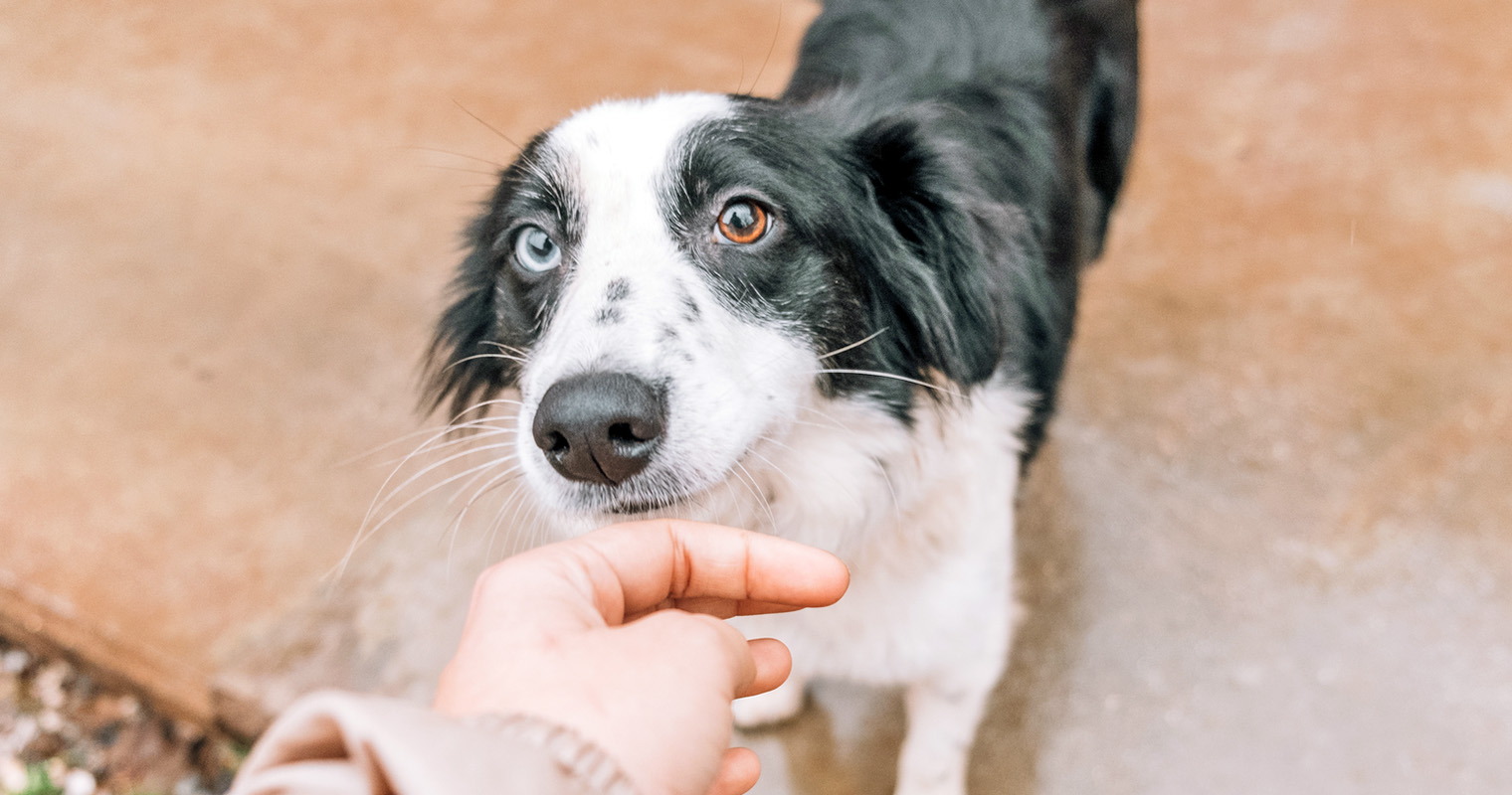 How to Tell If Your Dog Is Microchipped: A Quick and Easy Guide