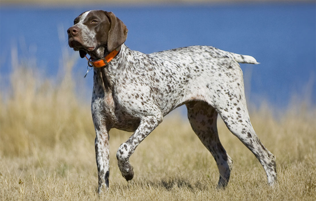 German Shorthaired Pointer Liver Spotted