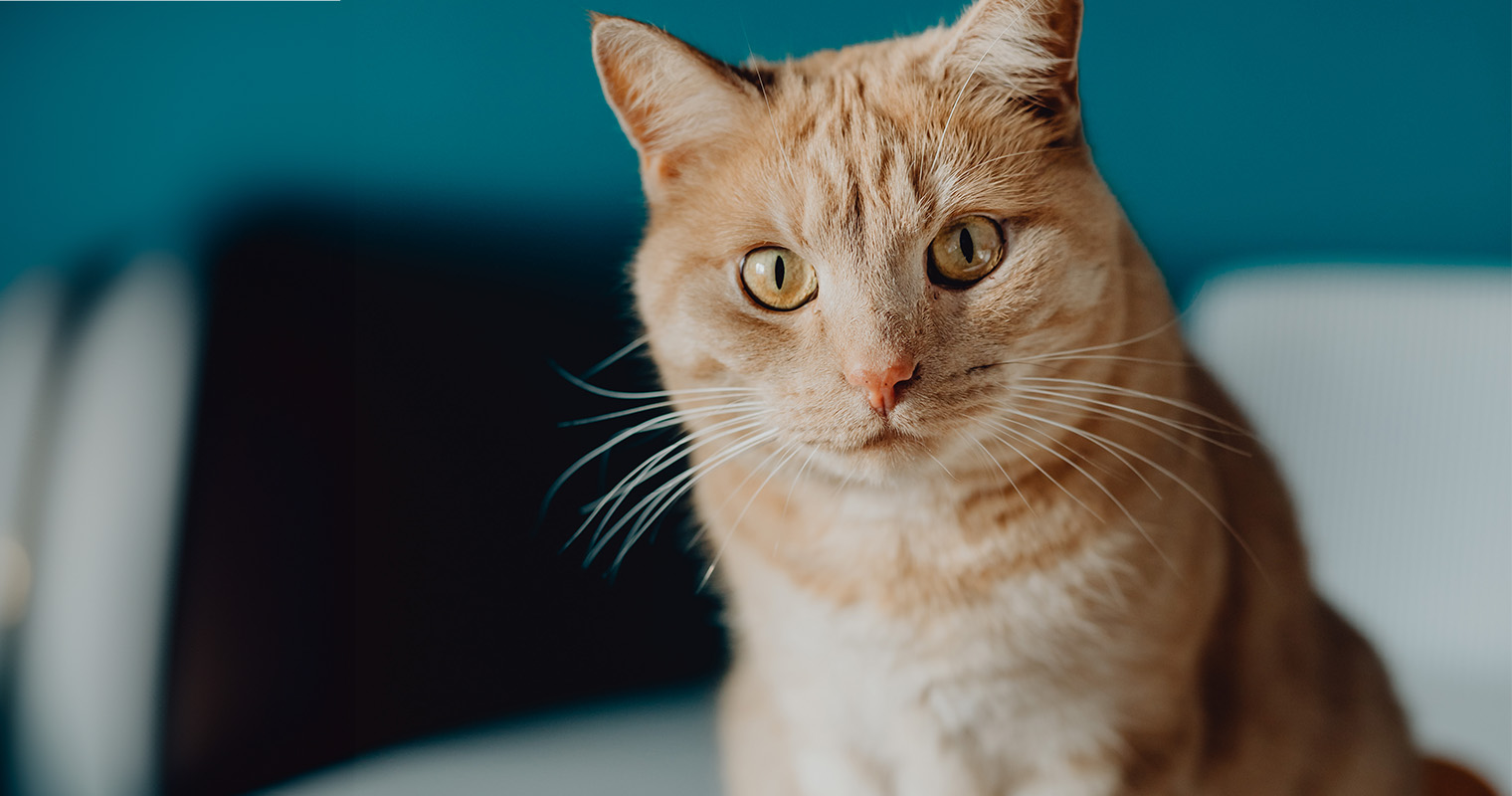 Names For Cream Colored Cats