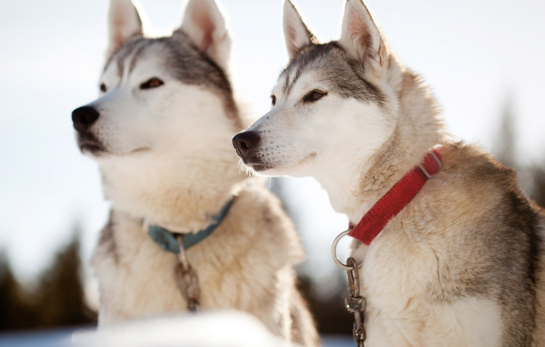 How Long Do Huskies Stay In Heat