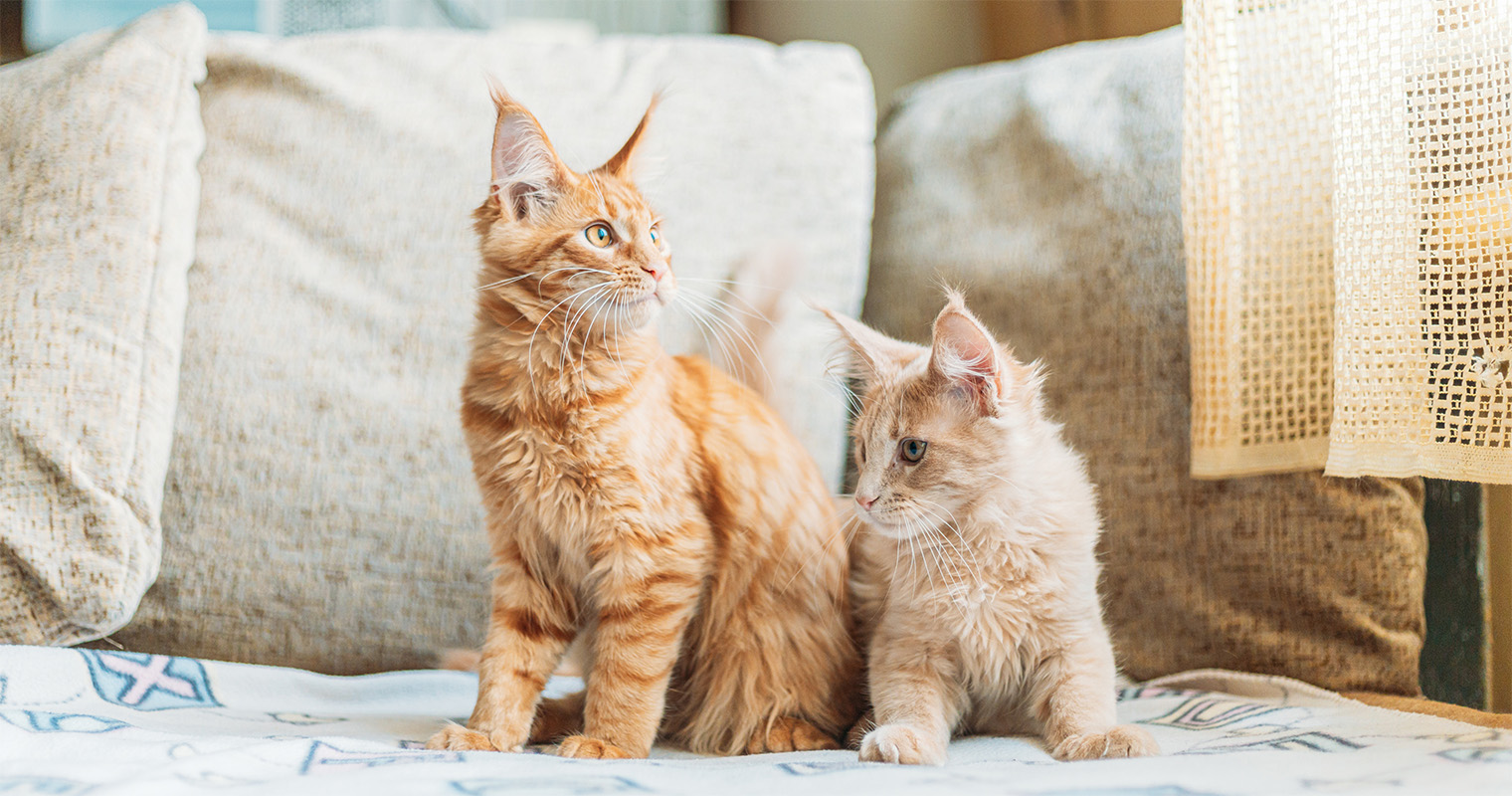 Maine Coon Cat Names Over 200 Brilliant Ideas For Naming 125 Calico
