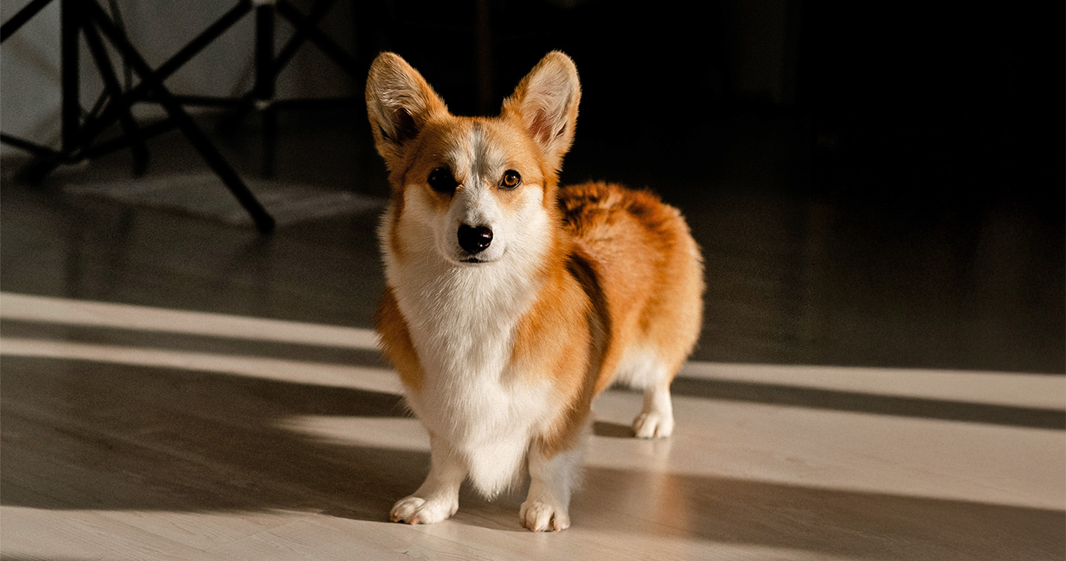 What Do Dogs Pace at Night? 7 Reasons for Dog Pacing