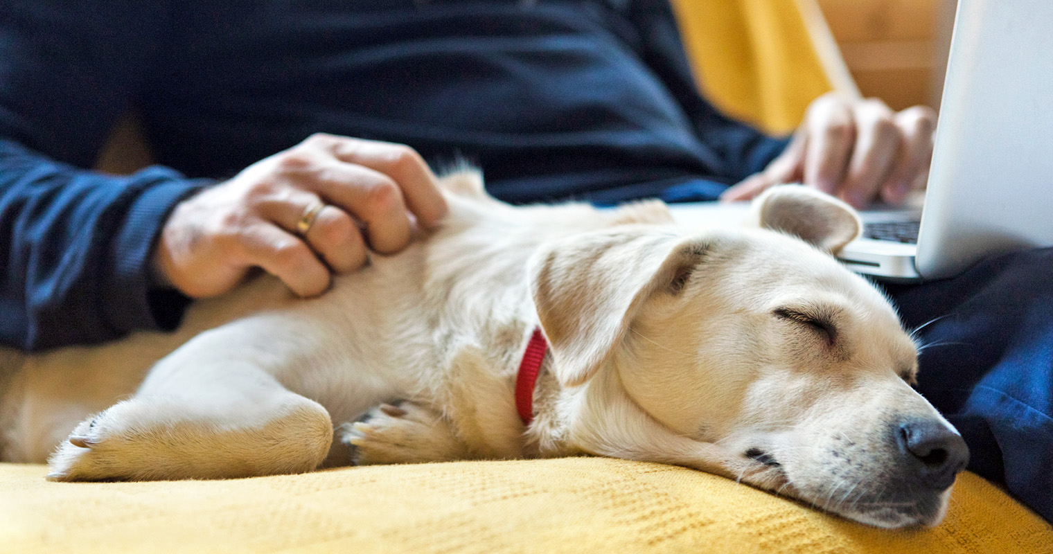 What is the Best Way to Rehome Labrador Retriever?