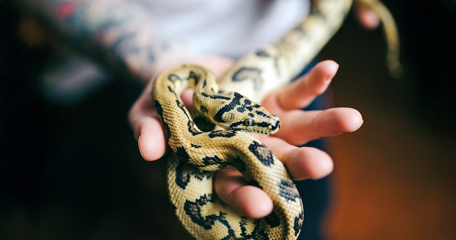 What to Consider When Adopting a Snake