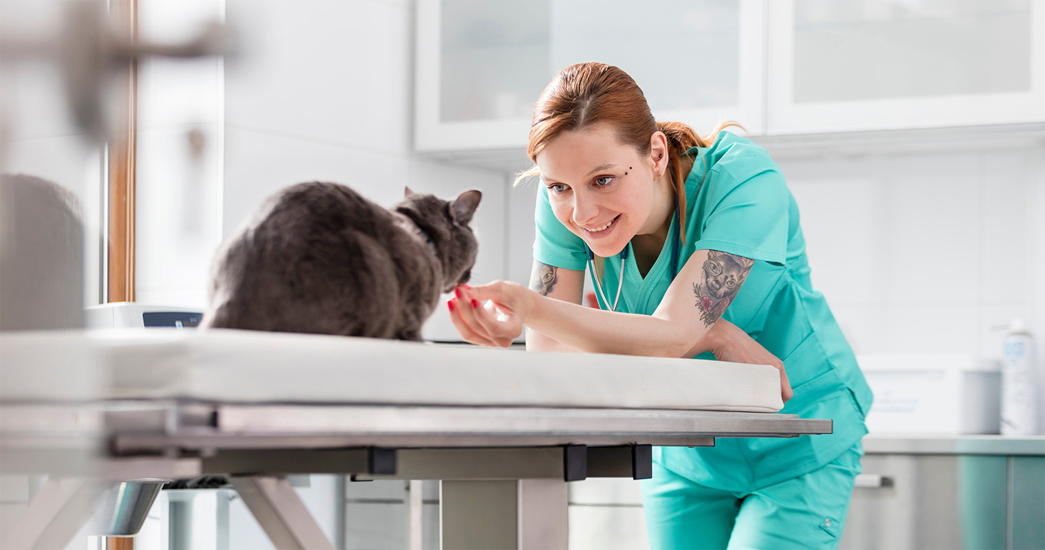 What Is the FVRCP Vaccine? Here’s What Cat Parents Need to Know