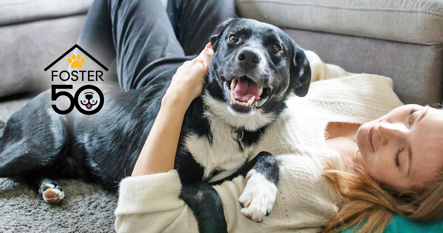 Foster 50 Challenge: Learn why Fostering Is a Win-Win for Pets and Humans