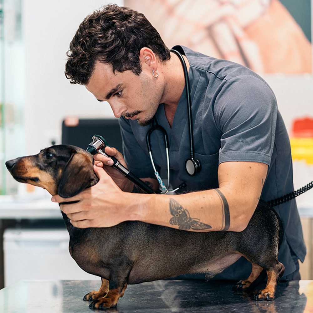Puppy's First Vet Visit: What To Expect