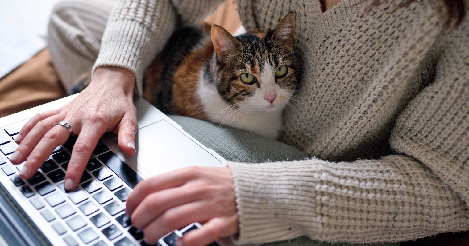 Where Can I Take My Cat To Be Adopted?