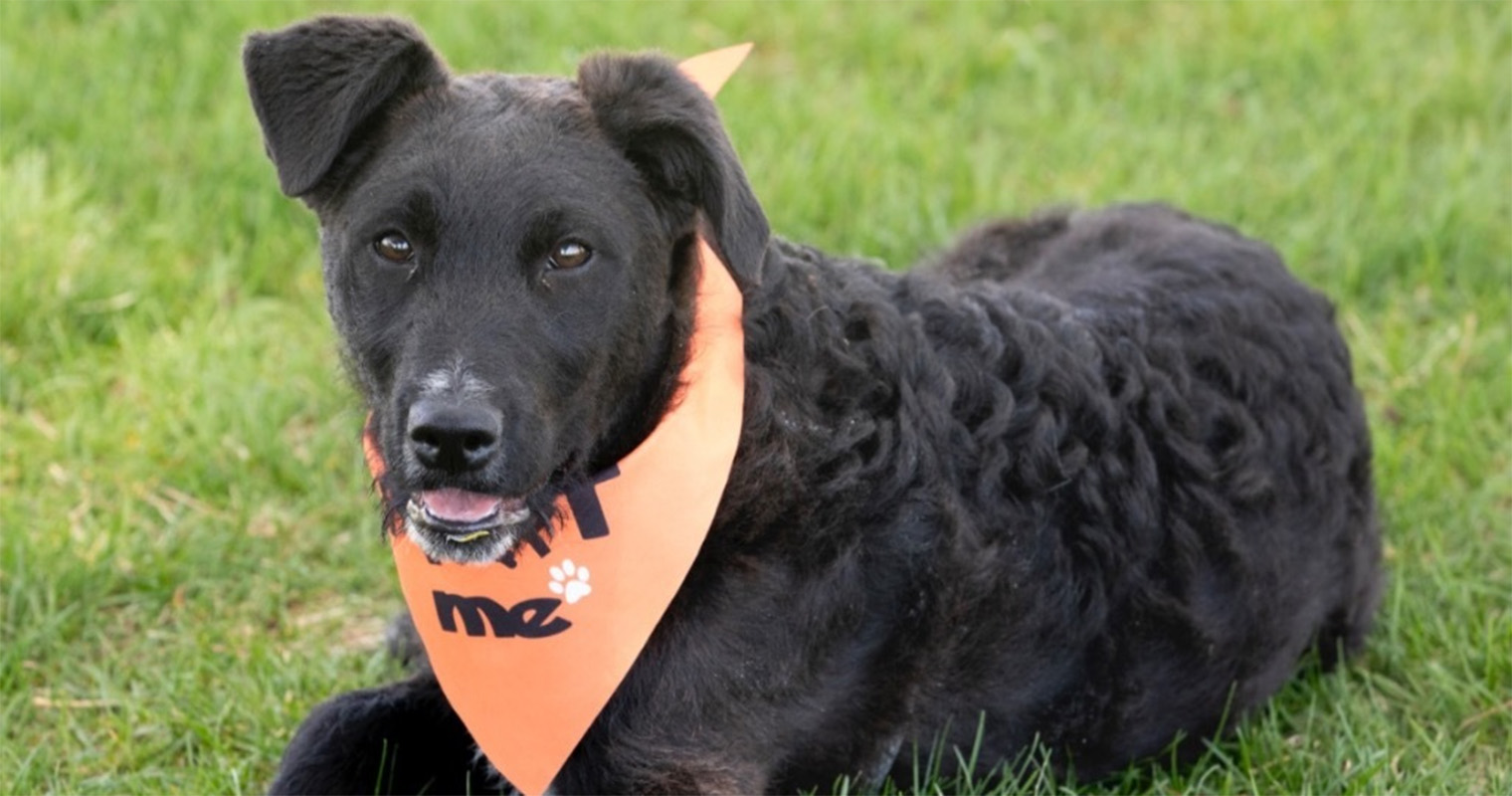 Pets of the Week: 3 Adoptable Dogs in Colorado