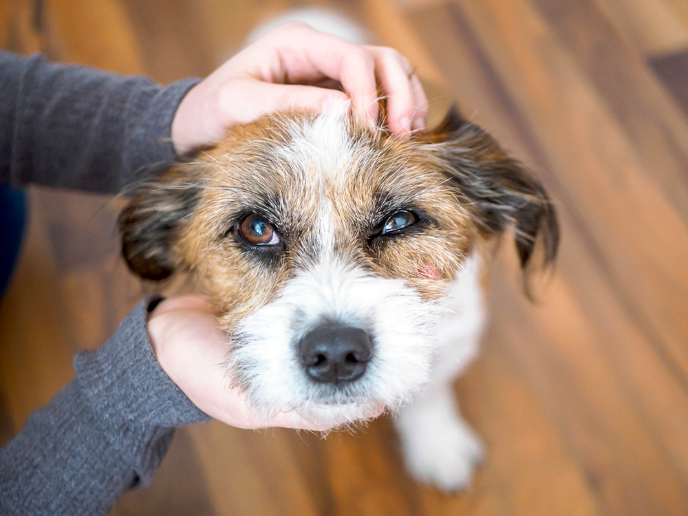 Am I Ready For a Dog? 10 Signs You’re Ready