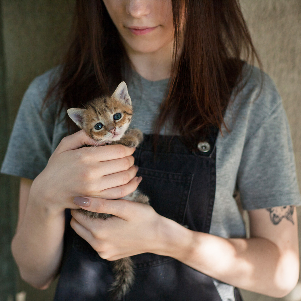 The Top 10 Health Issues In Young Cats That You Should Know About