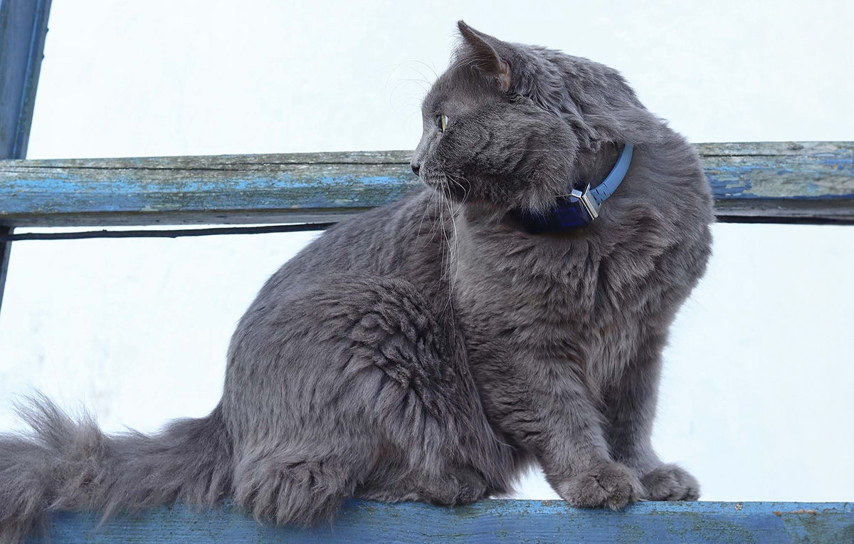 Black Nebelung Cat