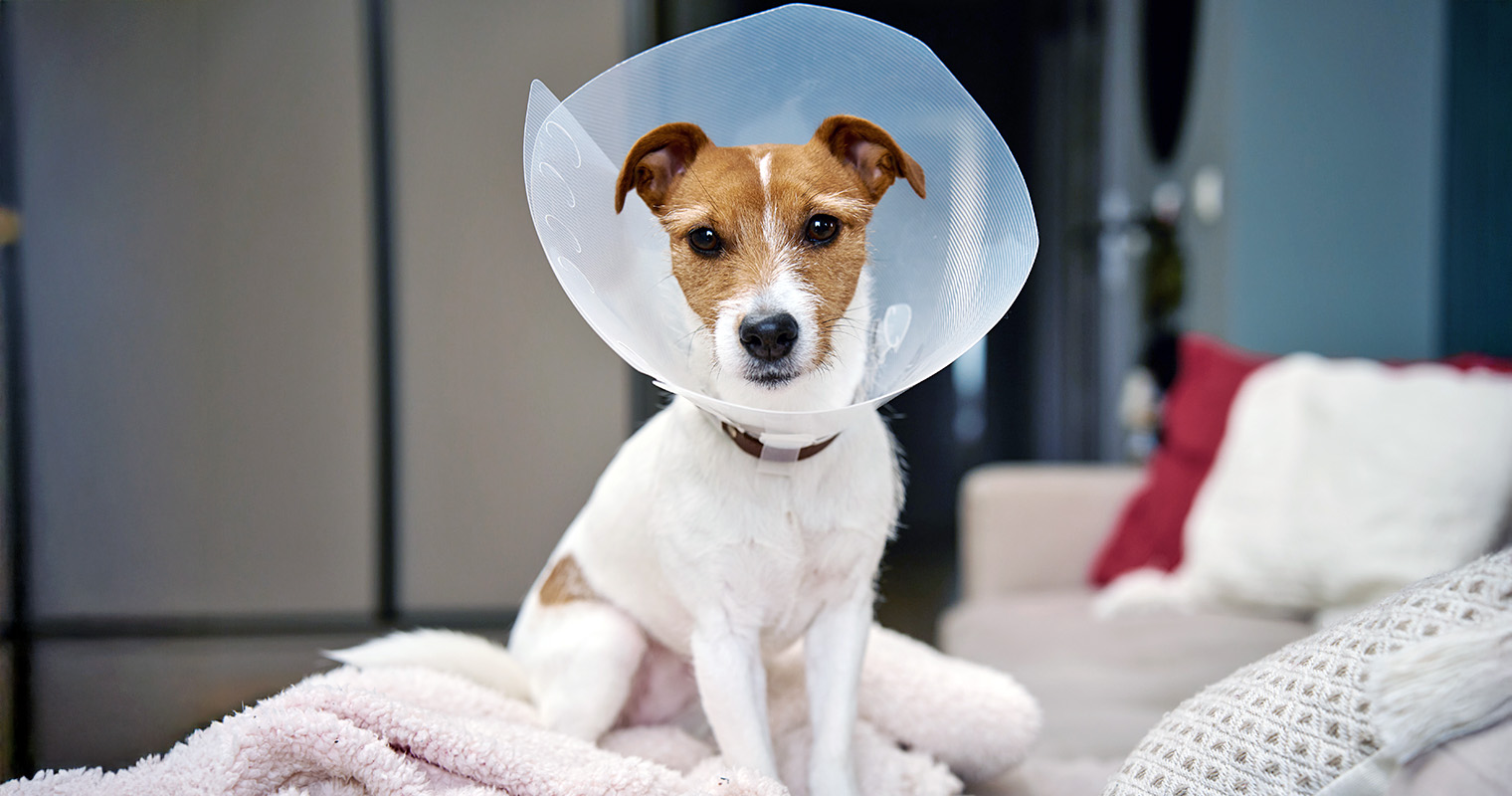 How Long Do You Keep a Cone on Your Dog After They’re Spayed?