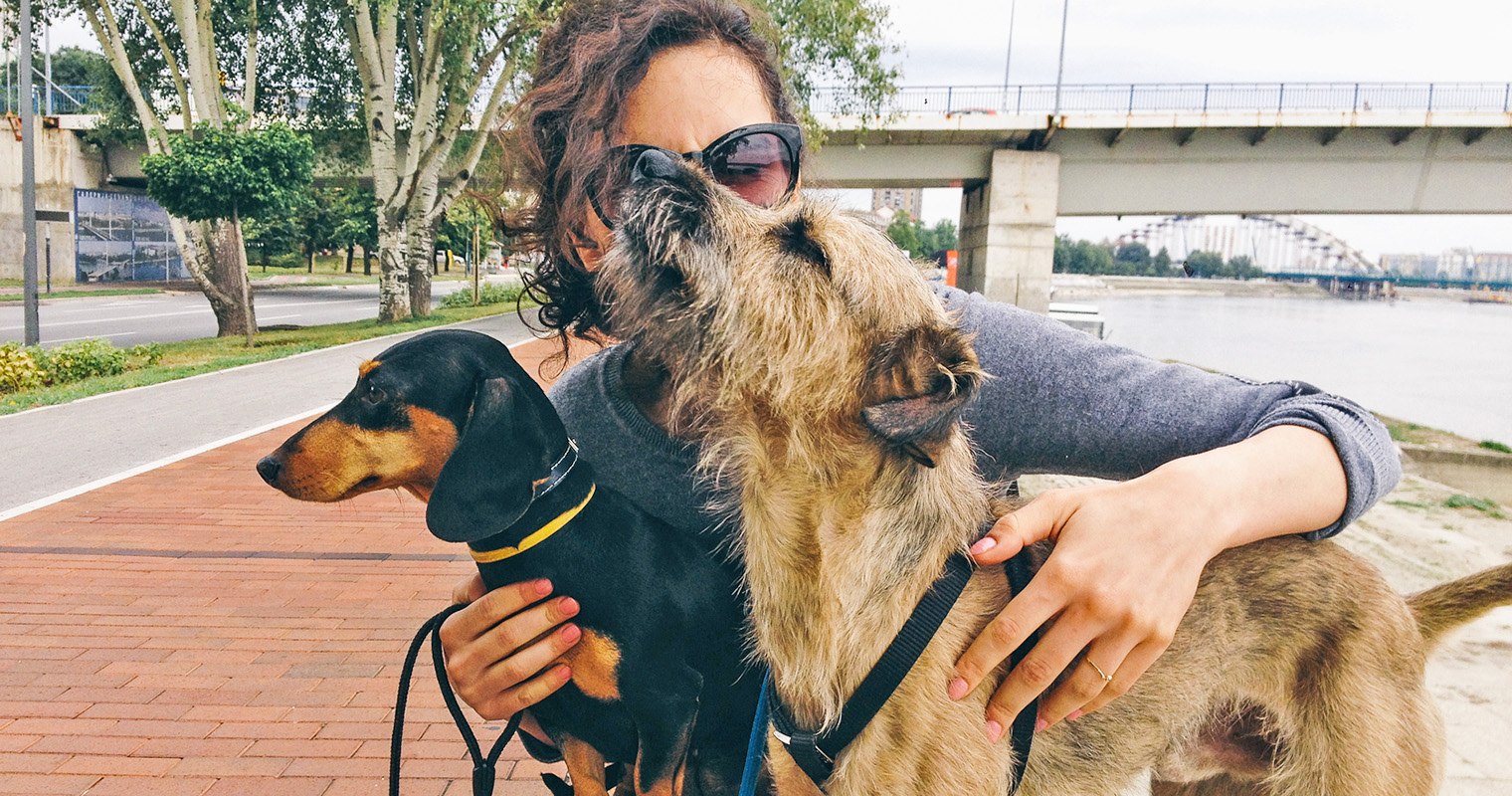 Should I Adopt a Mixed or Purebred Dog?