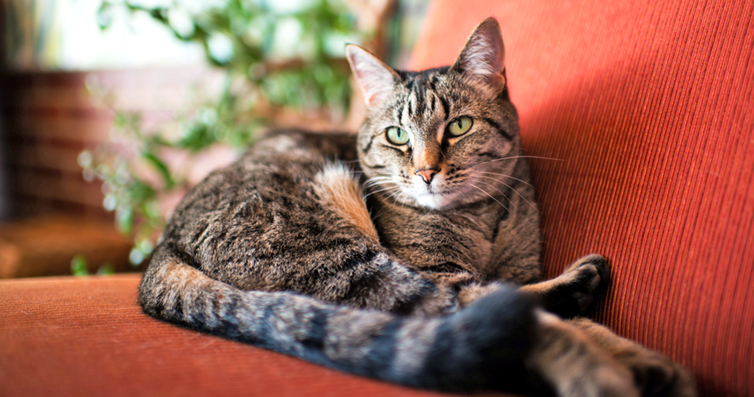 How Long Can Cats Live?