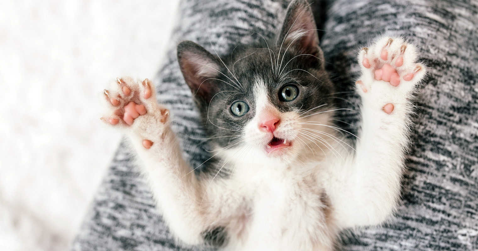 Declawing Cats: Why Declawing is Bad for Your Cat