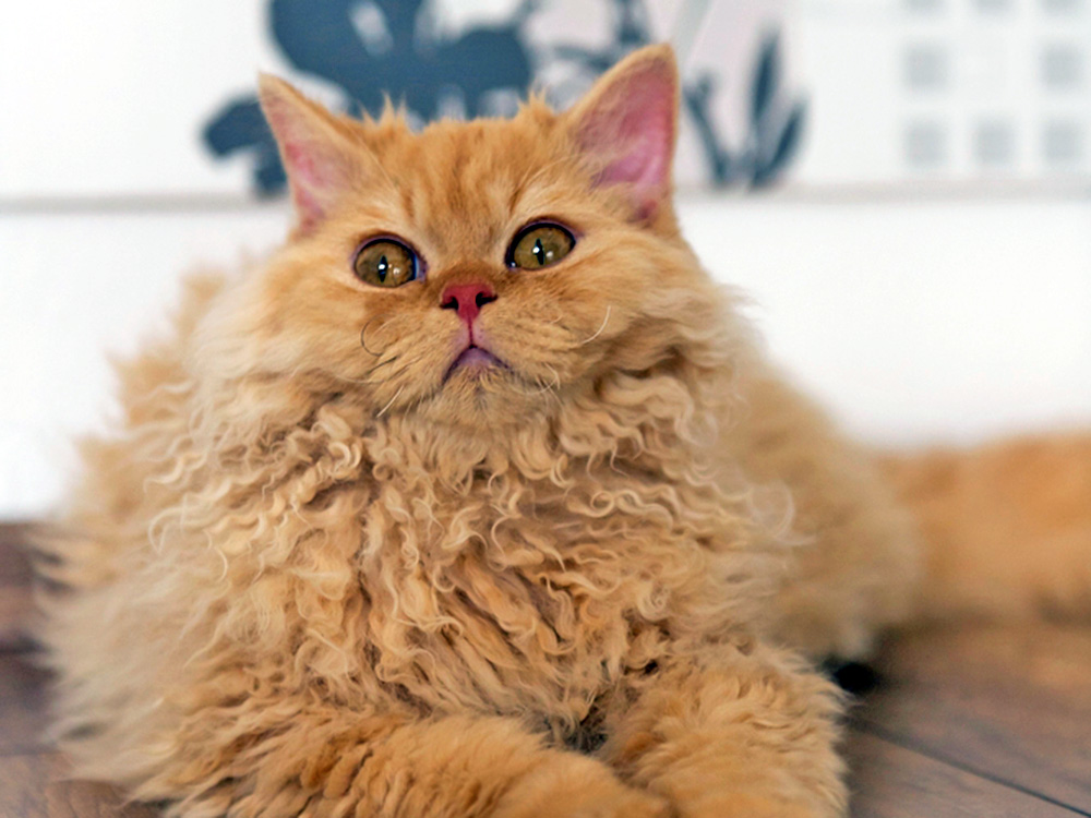 Orange Fluffy Cat Breeds
