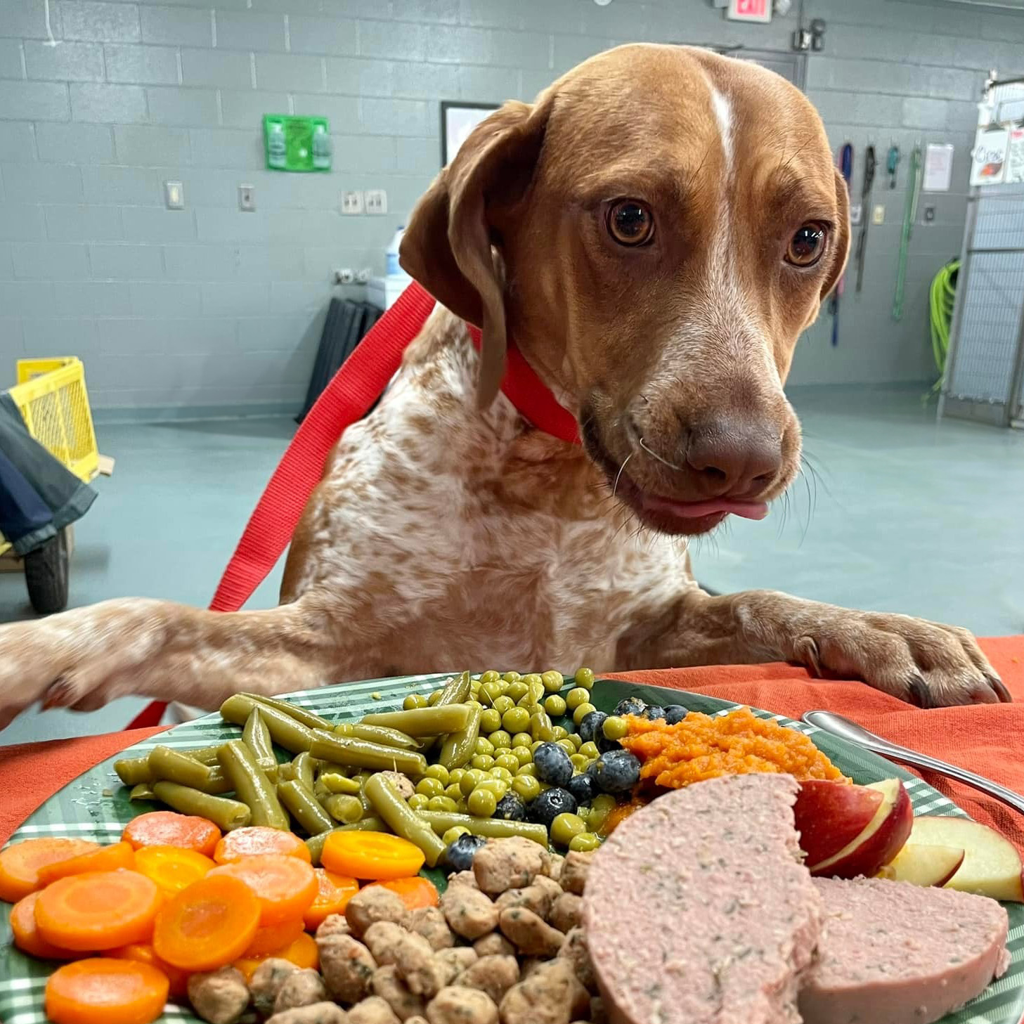 Thanksgiving for Shelter Pets: How Shelters Make Pets Feel Like Family