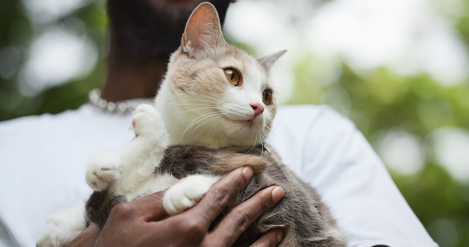 Can You Change a Cat’s Name? Renaming Tips