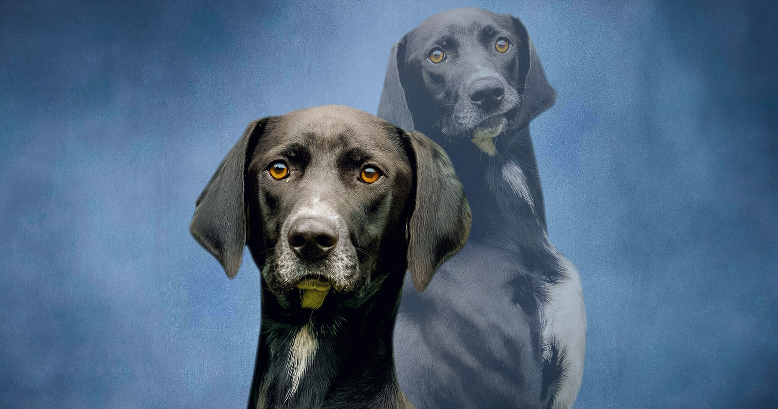 3 Black Adoptable Pups in Kentucky Need Homes