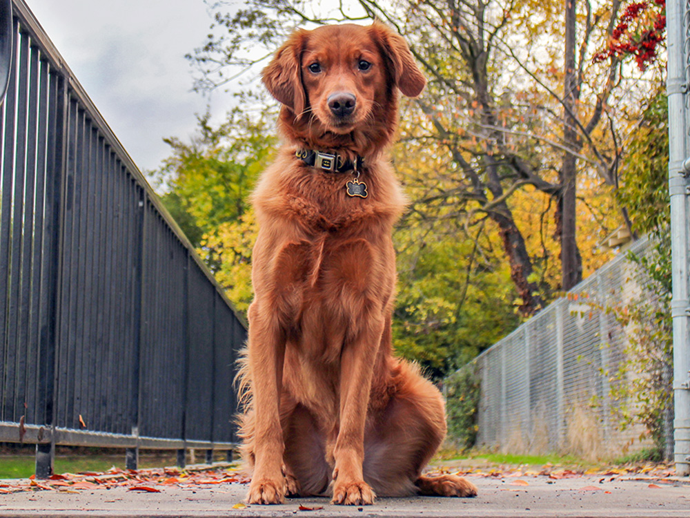 Irish Setter Mixed With Golden Retriever
