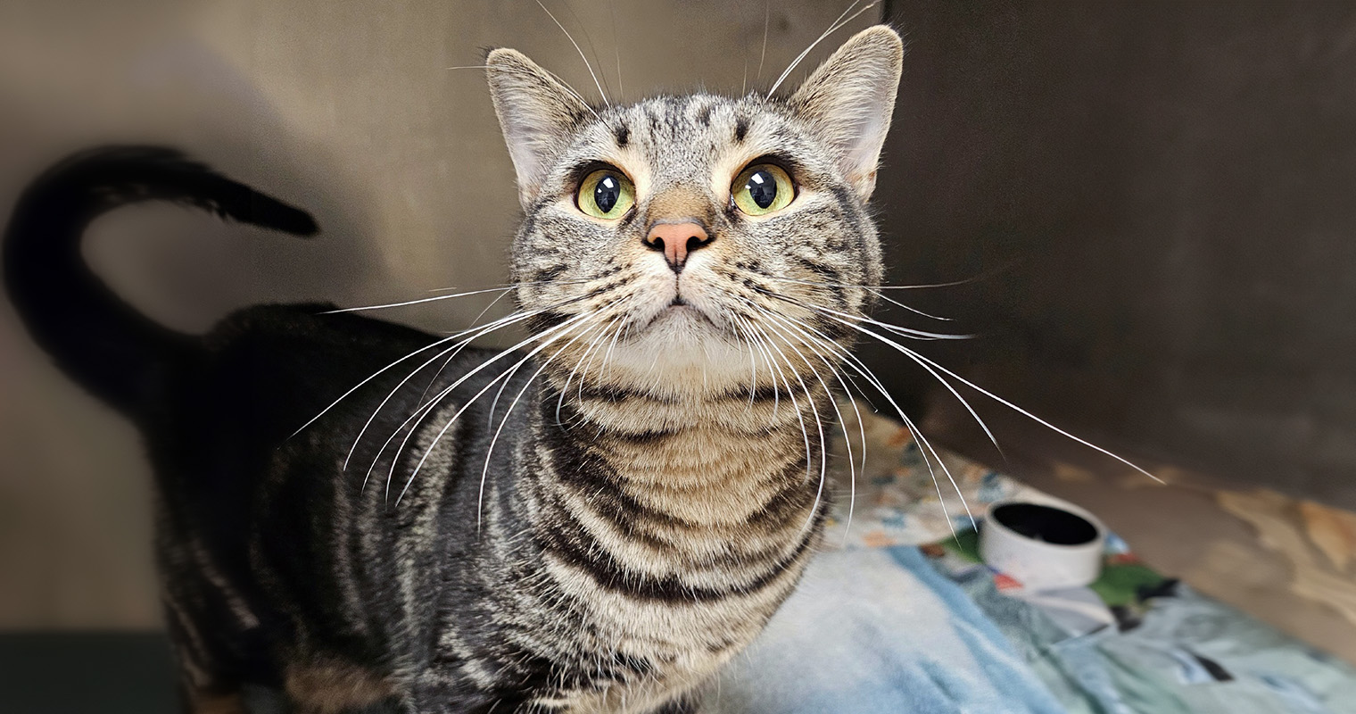 Pets of the Week: 4 Adoptable Long-Timer Cats in Kentucky