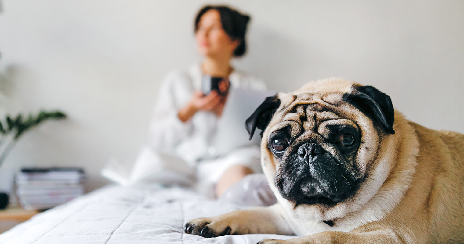 How Can I Find a Home for My Pug?