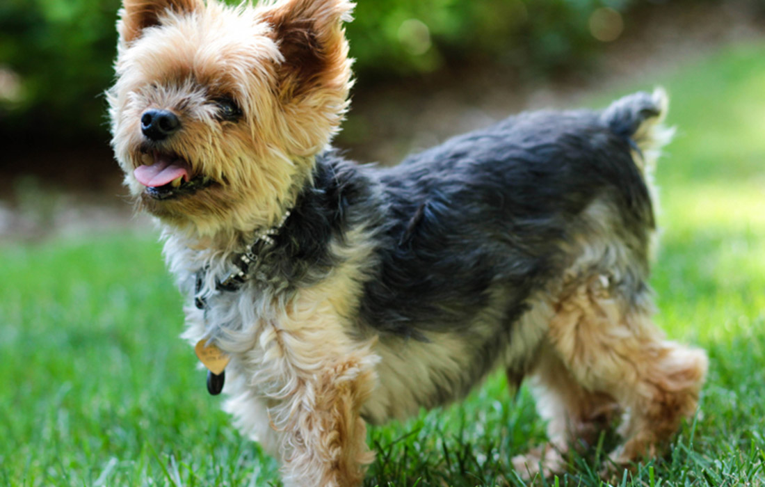 Yorkie Apso Adulte