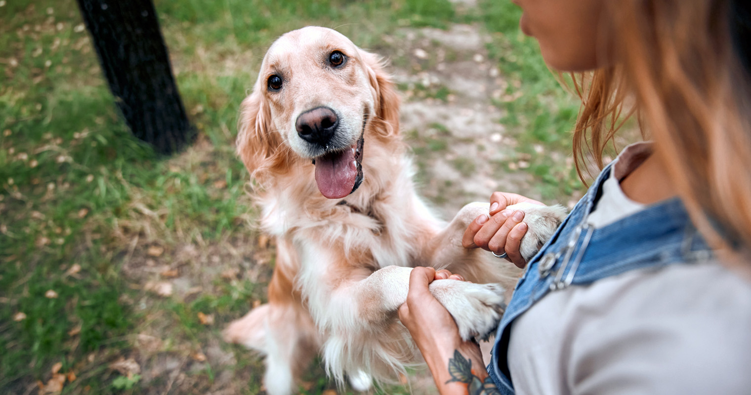 Dogs That Look Like Golden Retrievers: 10 Similar Breeds