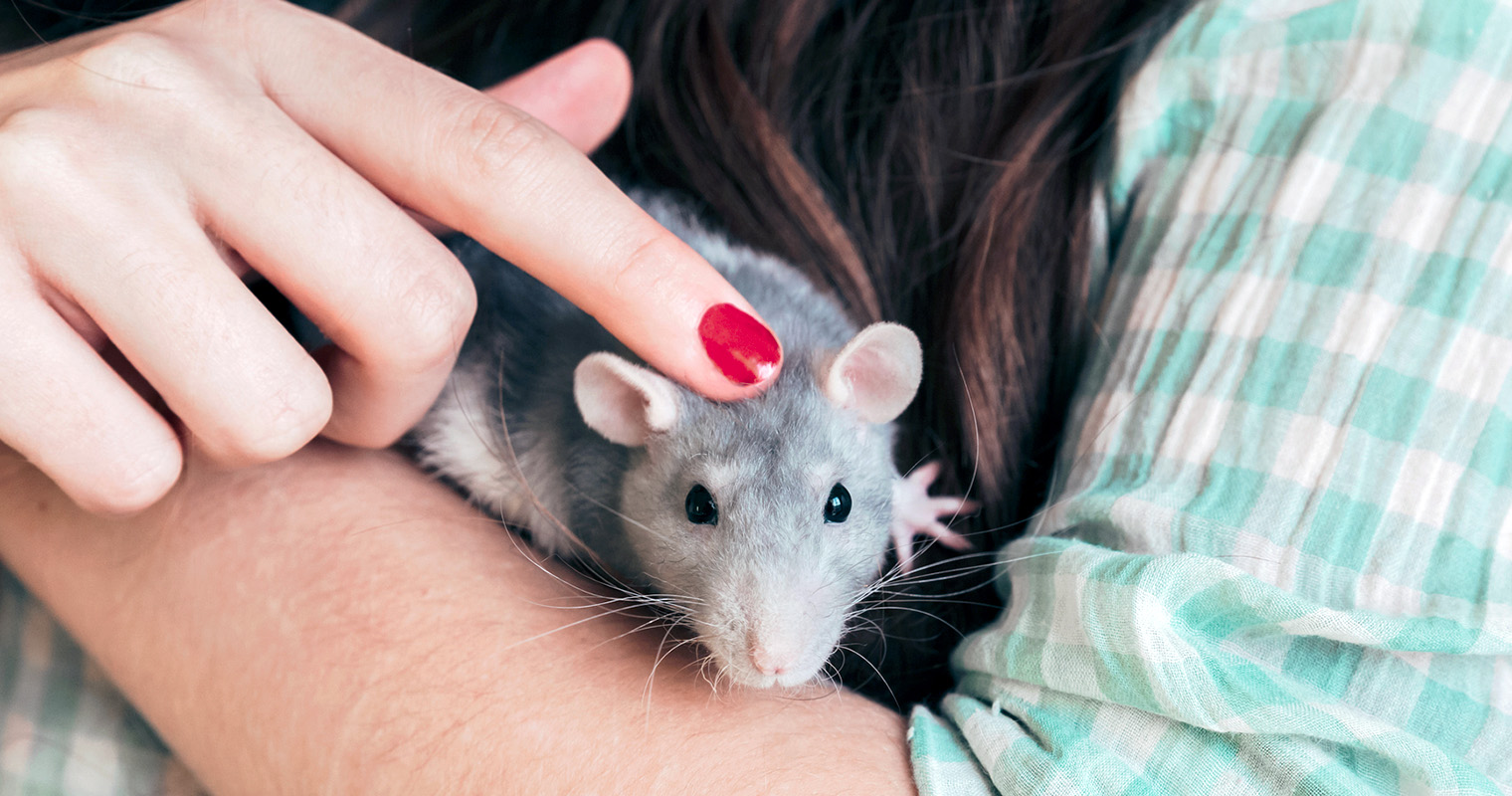What to Consider When Adopting a Rat
