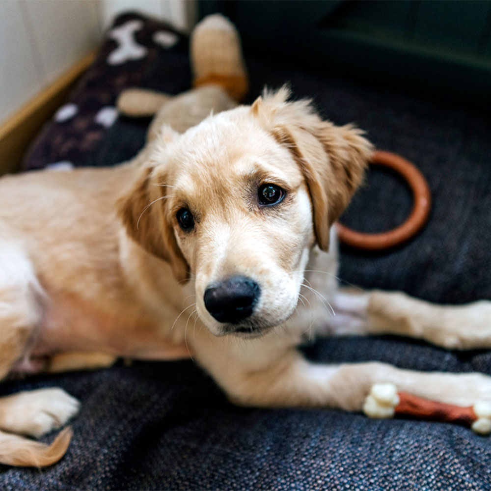 New Puppy Tips: What to Do When You Get a Puppy