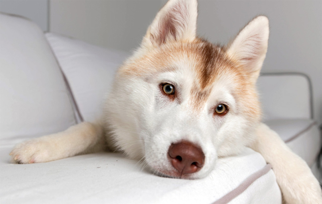 Light Red Siberian Husky Puppies
