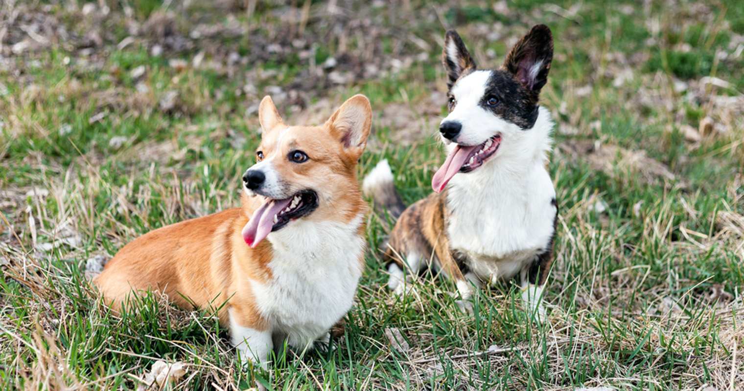 Pembroke Welsh Corgi vs. Cardigan Welsh Corgi
