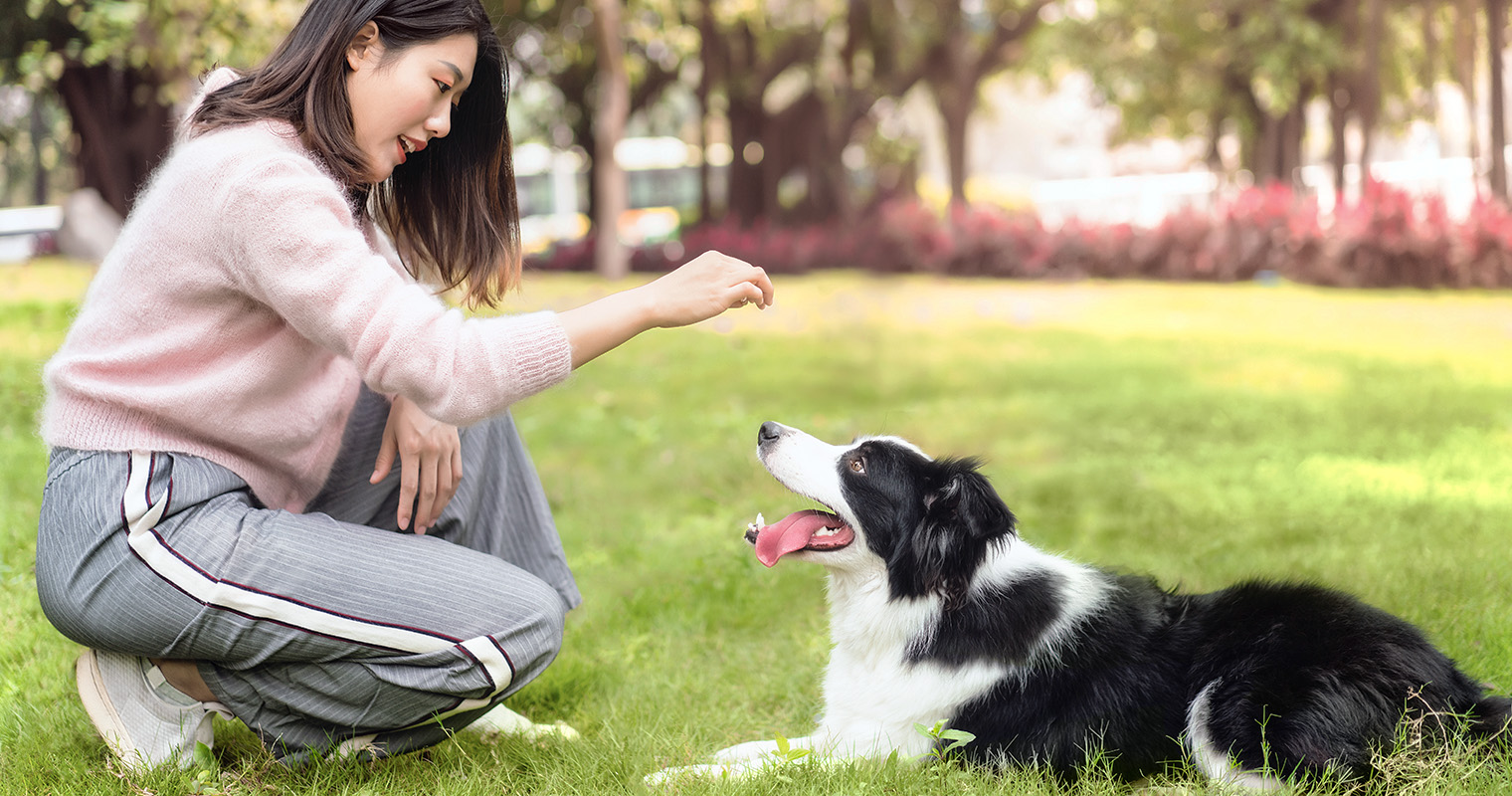 Border Collie Intelligence: How Smart Are Collies