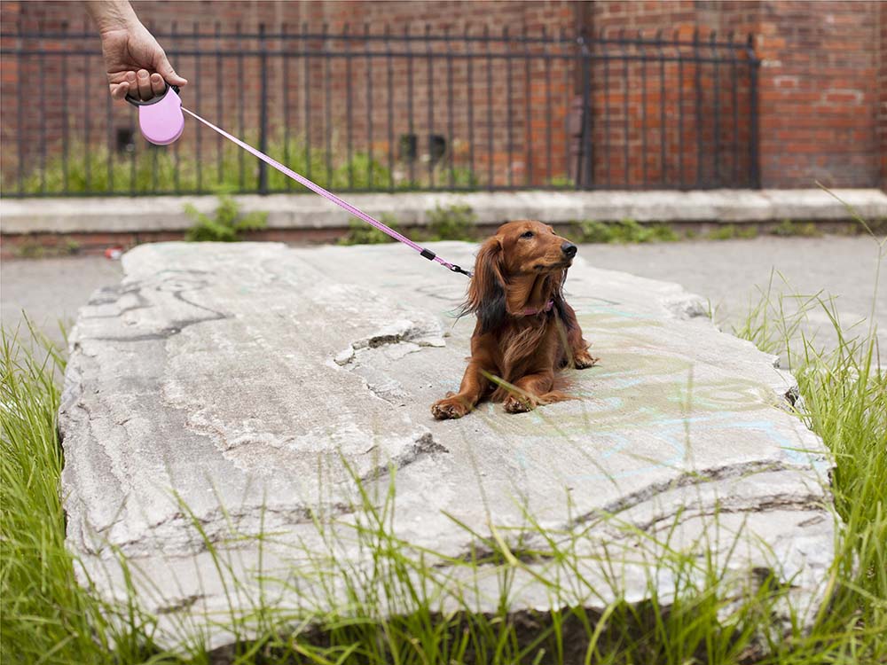My Dog Freezes on Walks – Is That Normal?