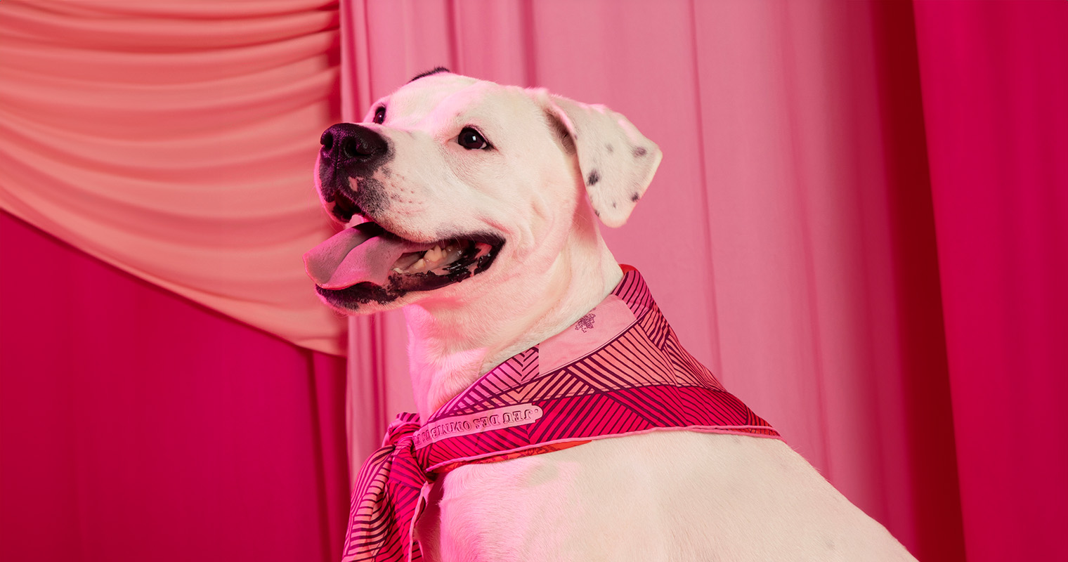 The 10 Class-Clown Goofy Dog Breeds