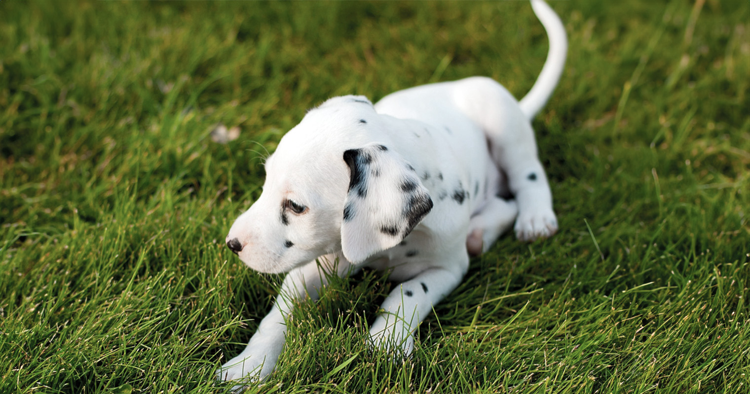 Shaking Puppy Syndrome: Why Is My Puppy Shaking?
