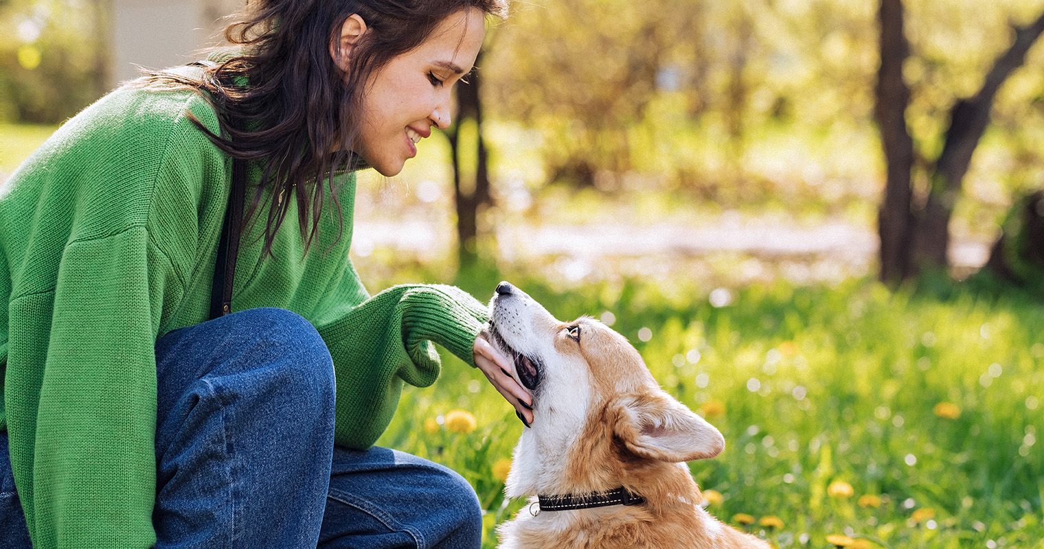 20 Best Corgi Mixes That’ll Give You Cuteness Overload
