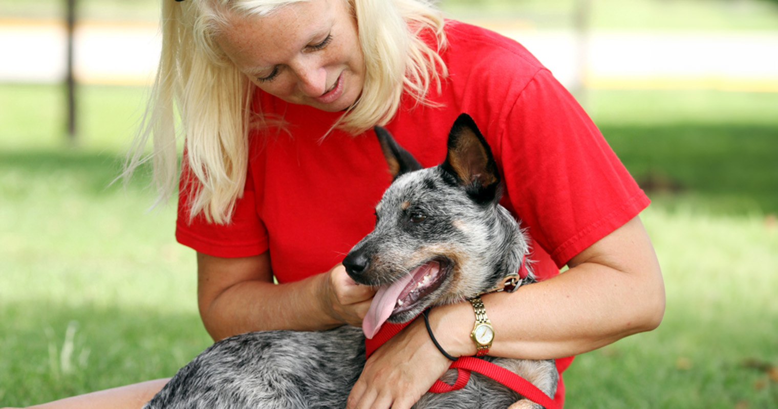 What Is A Reasonable Rehoming Fee For An Australian Cattle Dog?