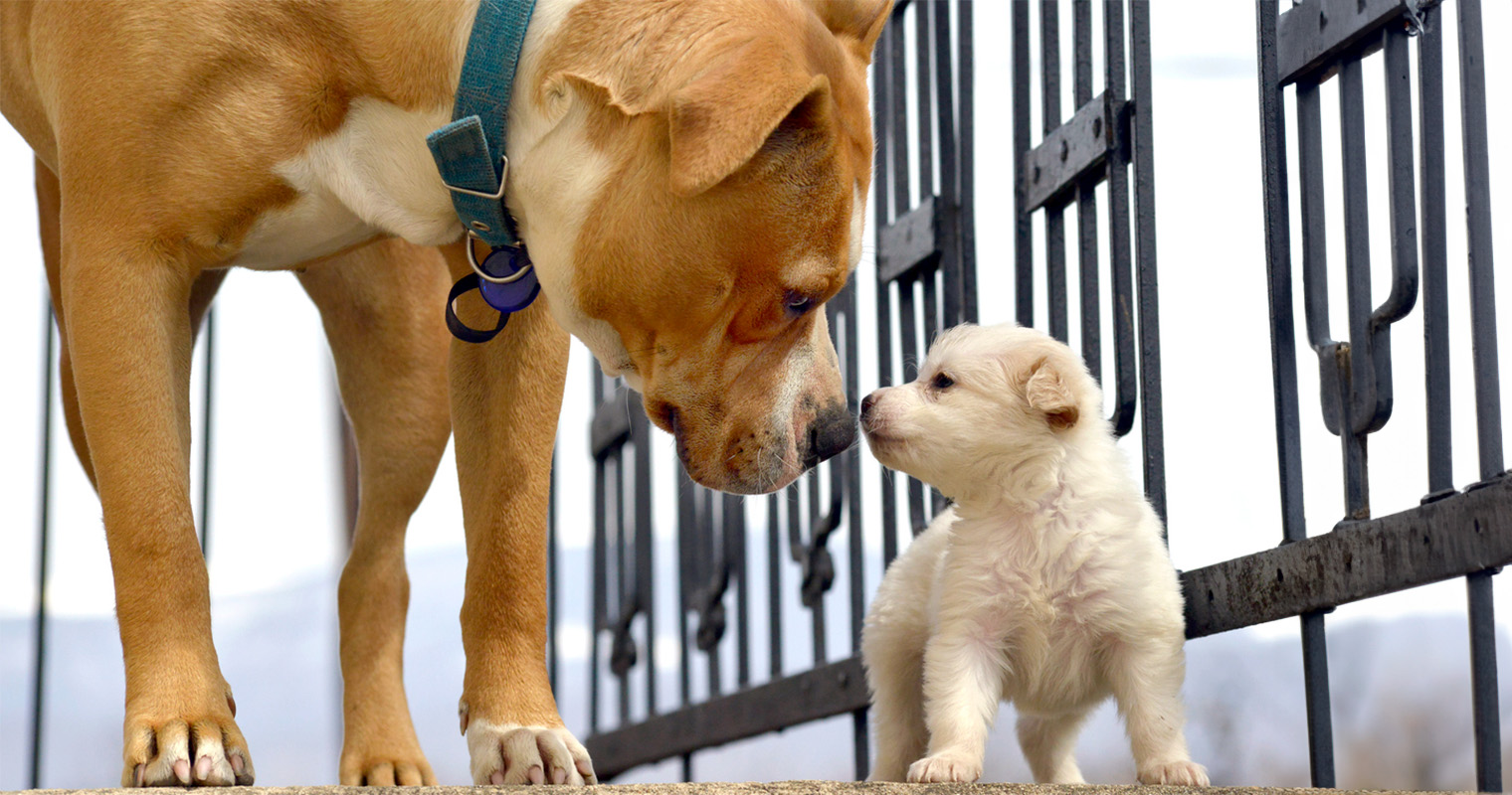 How to Introduce a New Puppy to Your Dog